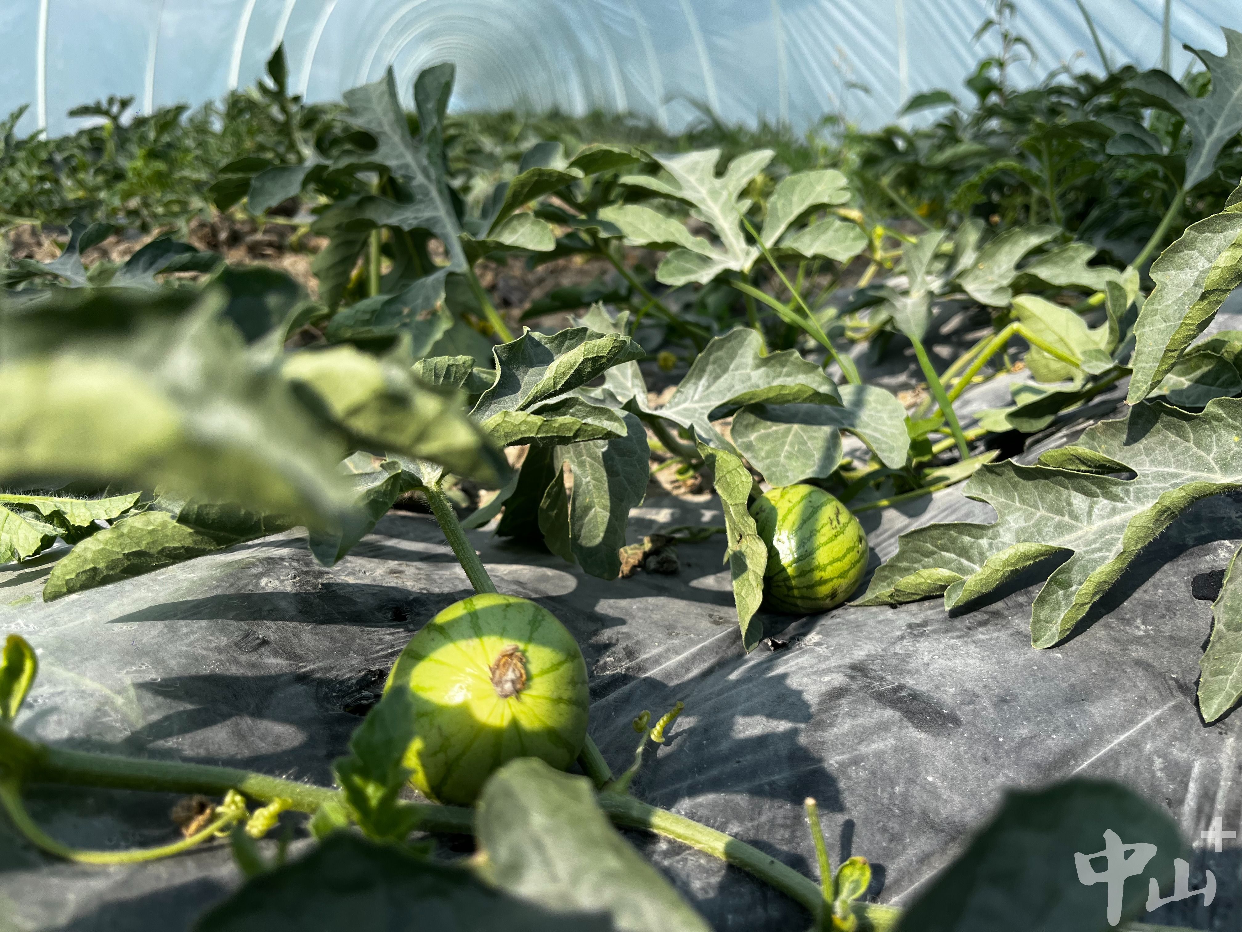 中山首次大面积冬种西瓜，冬闲地变增收田 - 新闻频道 - 中山网